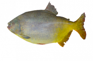 Pacu - Rei dos Alevinos
