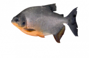 Pirapitinga - Rei dos Alevinos